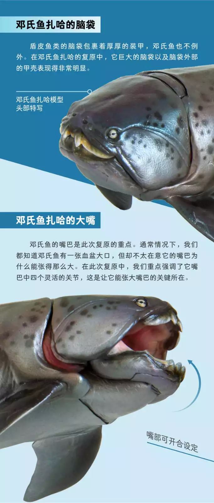 DUNKLEOSTEUS PEIXE PRÉ-HISTÓRICO PNSO