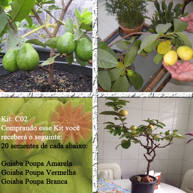 Goiaba Anã para Vasos - Kit 3 Cores - 60 Sementes Frescas