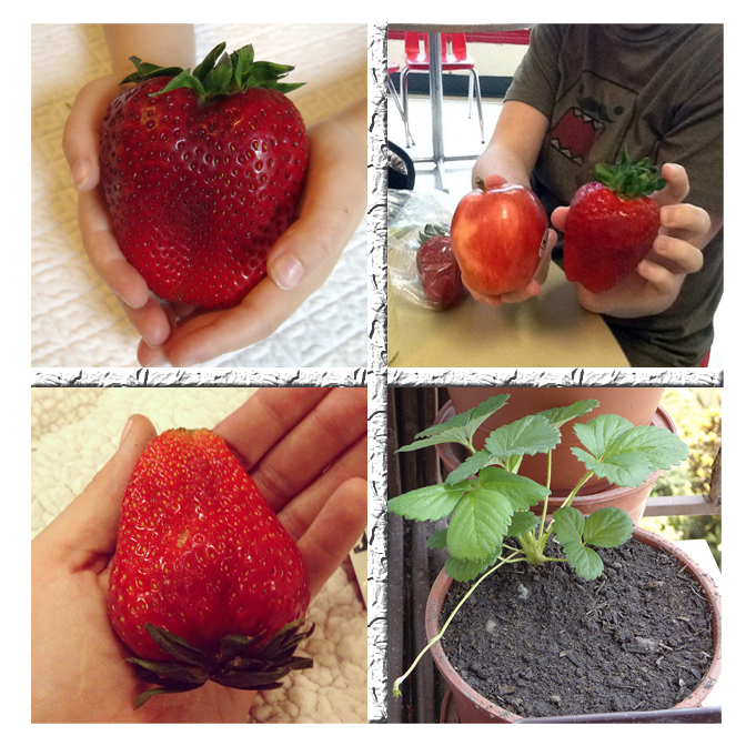 Morango Gigante Gigantella Legítimo - 20 Sementes Frescas