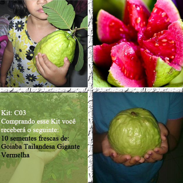 Goiaba Tailandesa Gigante Vermelha Legítima - 10 Sementes Frescas