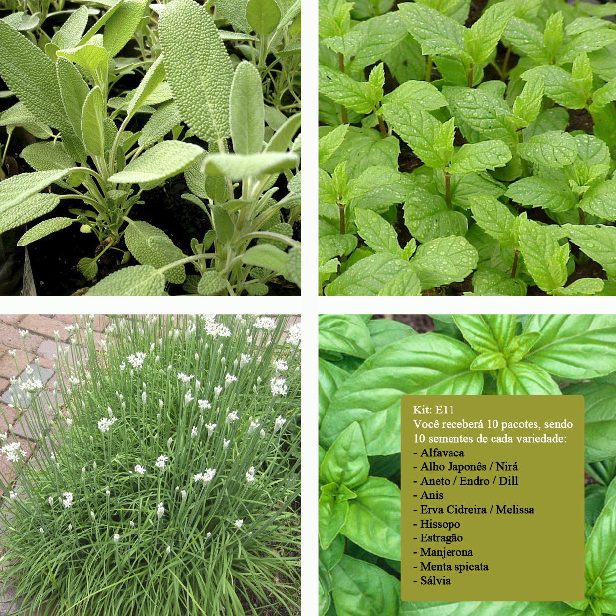 Kit E11 - Sementes de Ervas e Temperos - 10 Variedades