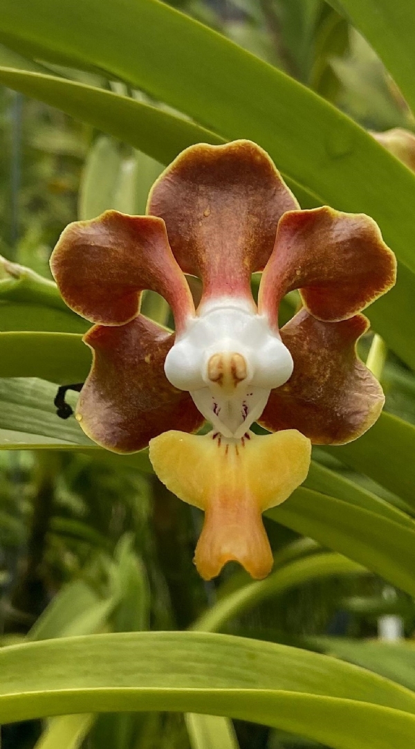 Vanda sumatrana