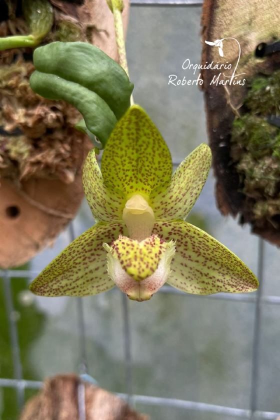 Bulbophyllum pectinatum
