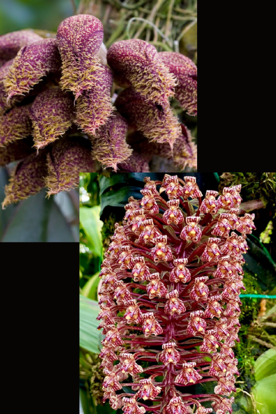 Bulbophyllum Raksasa