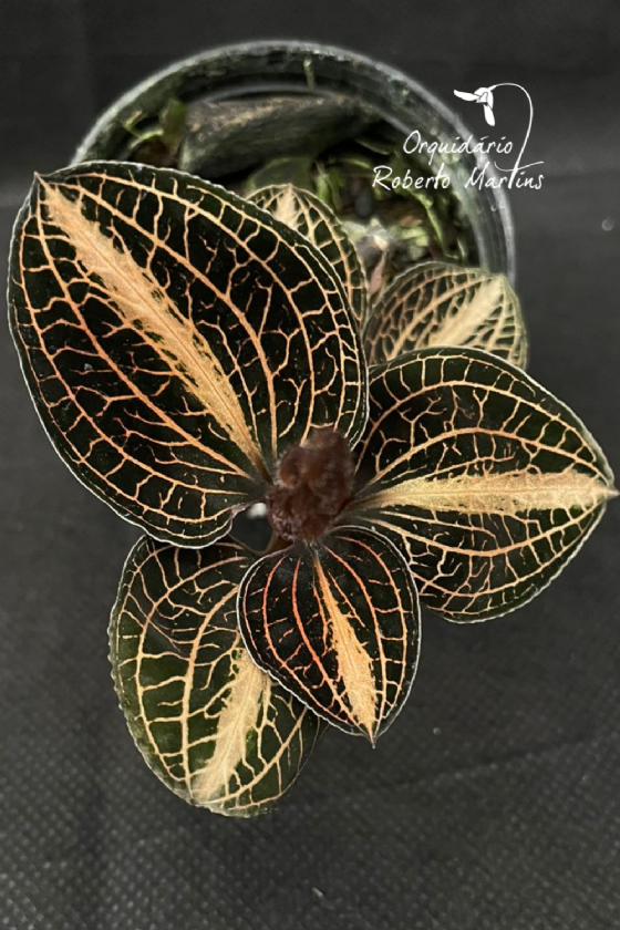 Anoectochilus koshunensis x Anoectochilus siamensis