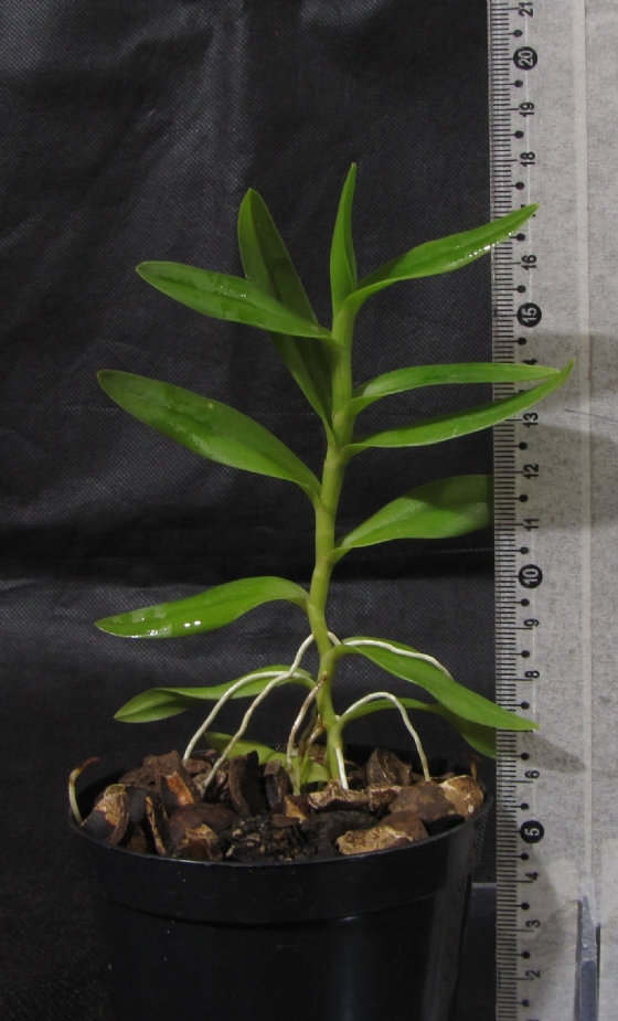 Epidendrum calanthum