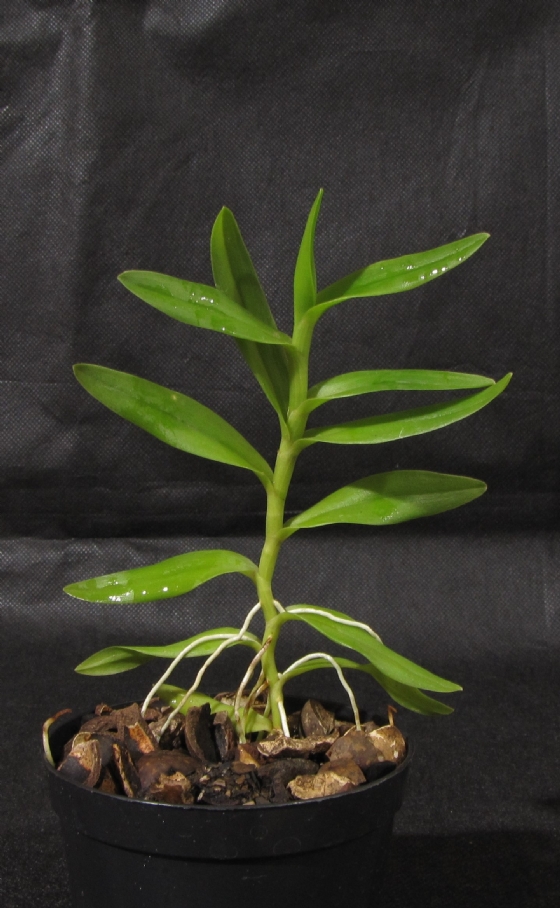 Epidendrum calanthum