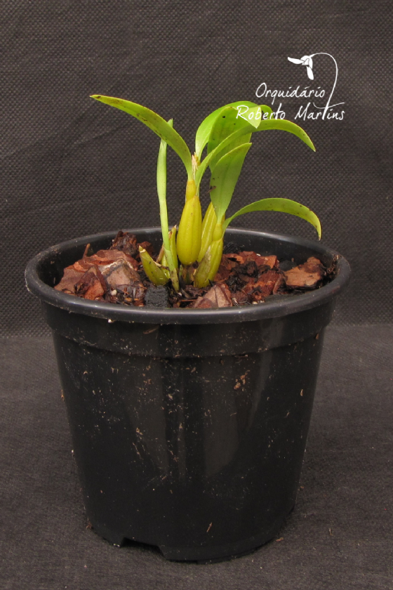 Dendrobium rhodostictum