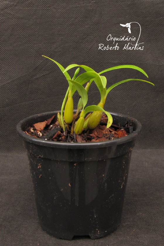 Dendrobium rhodostictum