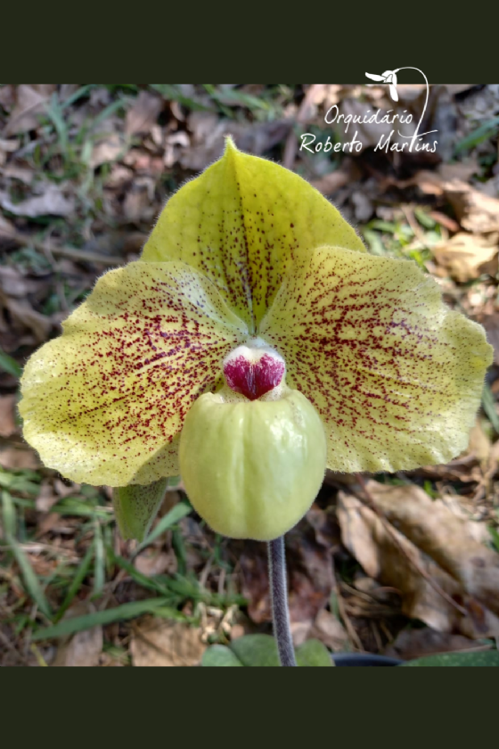 Paphiopedilum Greyi x Paphiopedilum Wilburg Chang