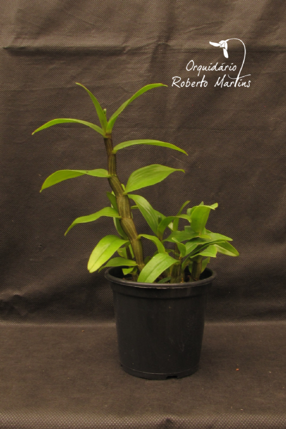 Dendrobium virgineum