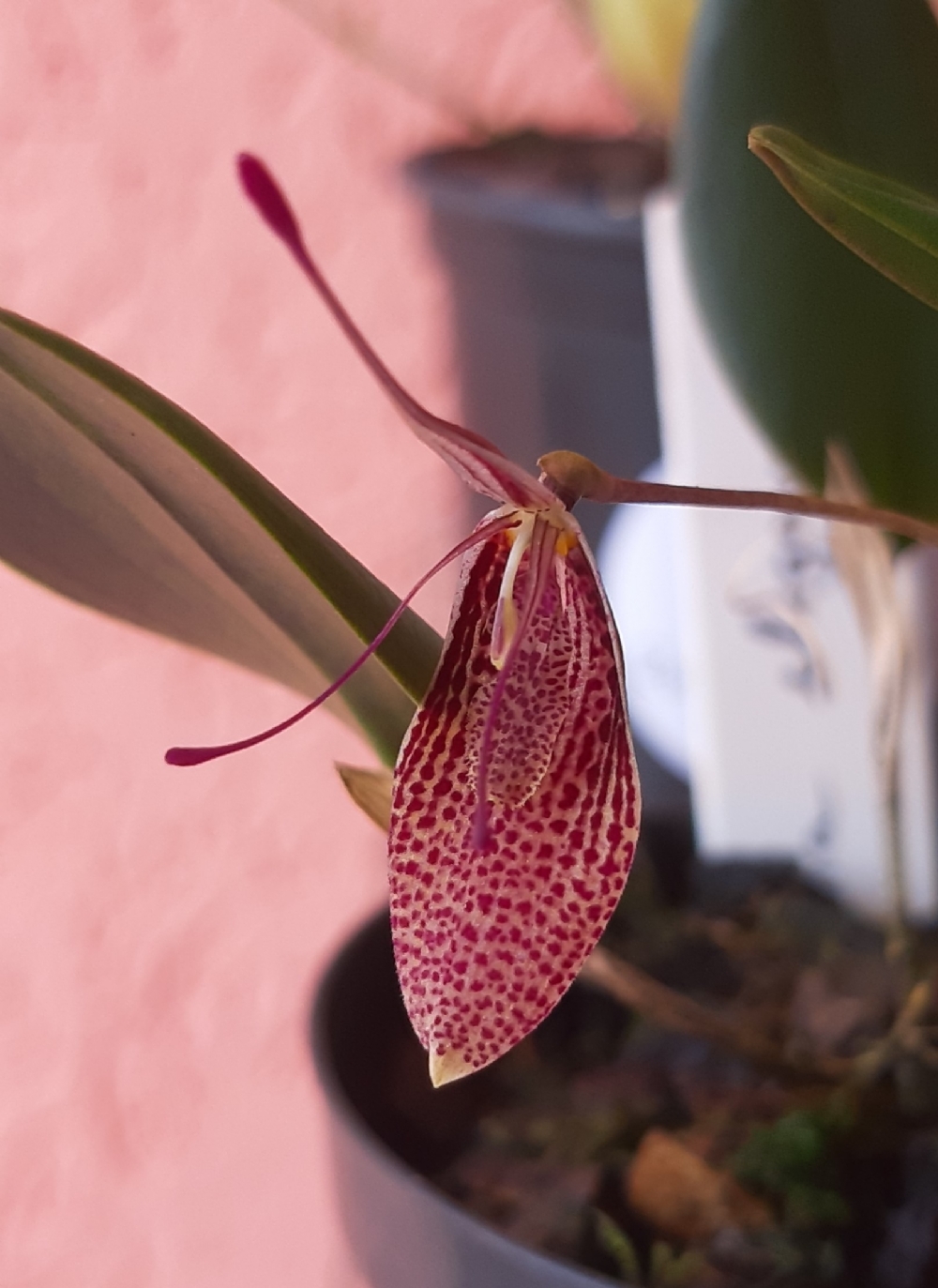 Restrepia elegans