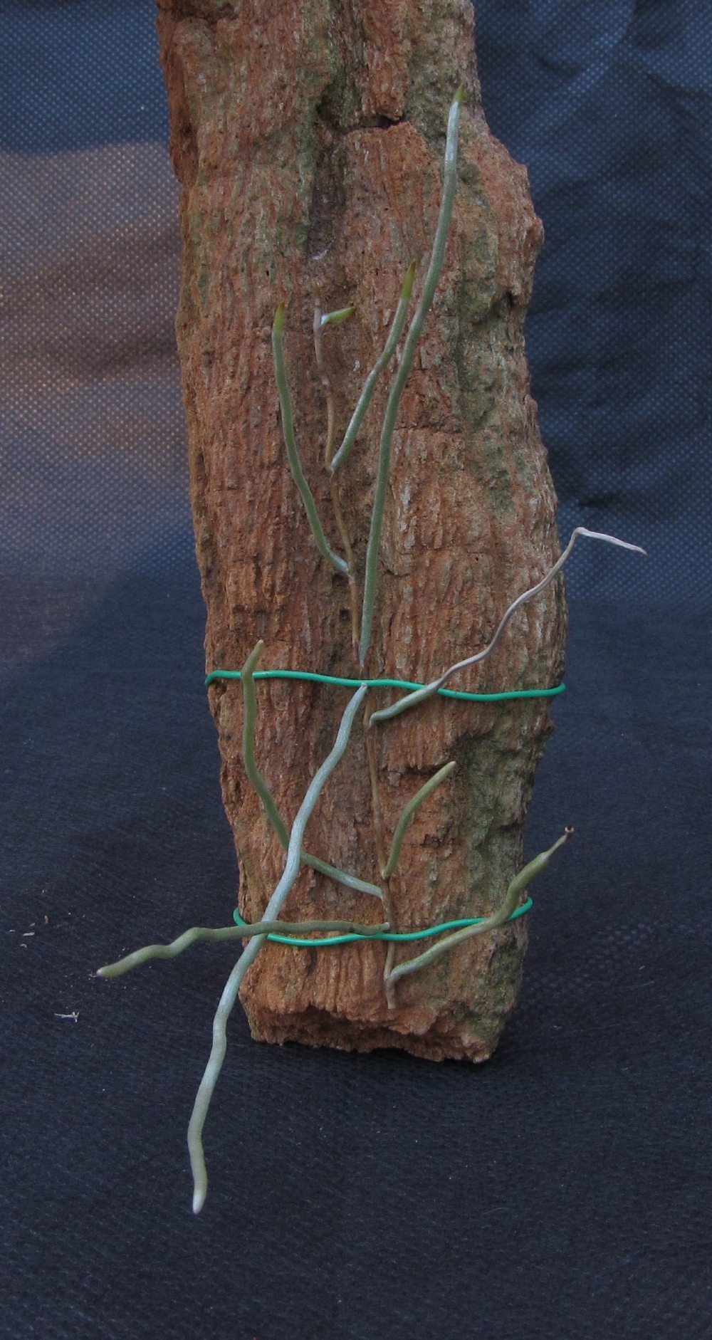 Microcoelia cornuta