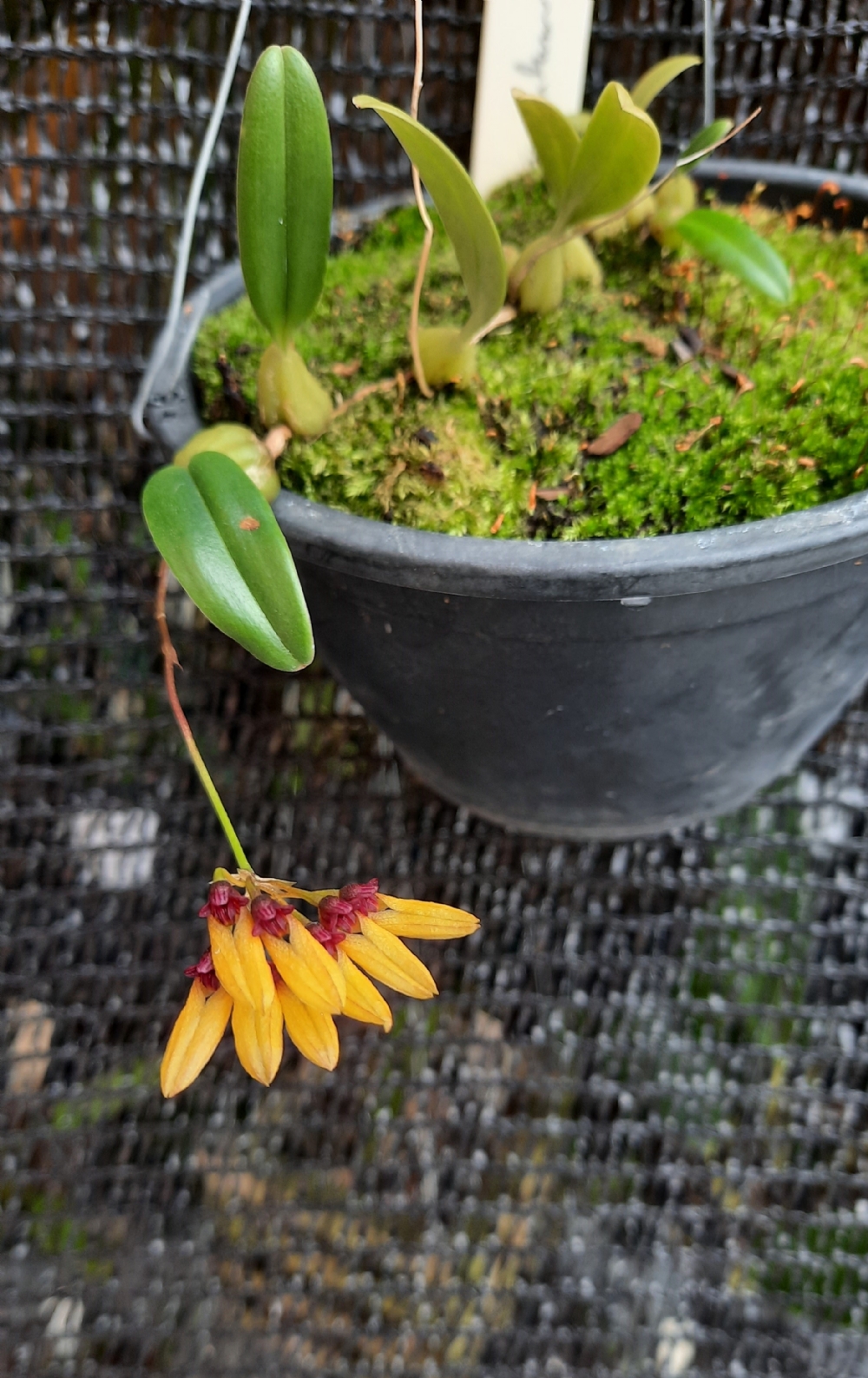 Bulbophyllum retusiusculum