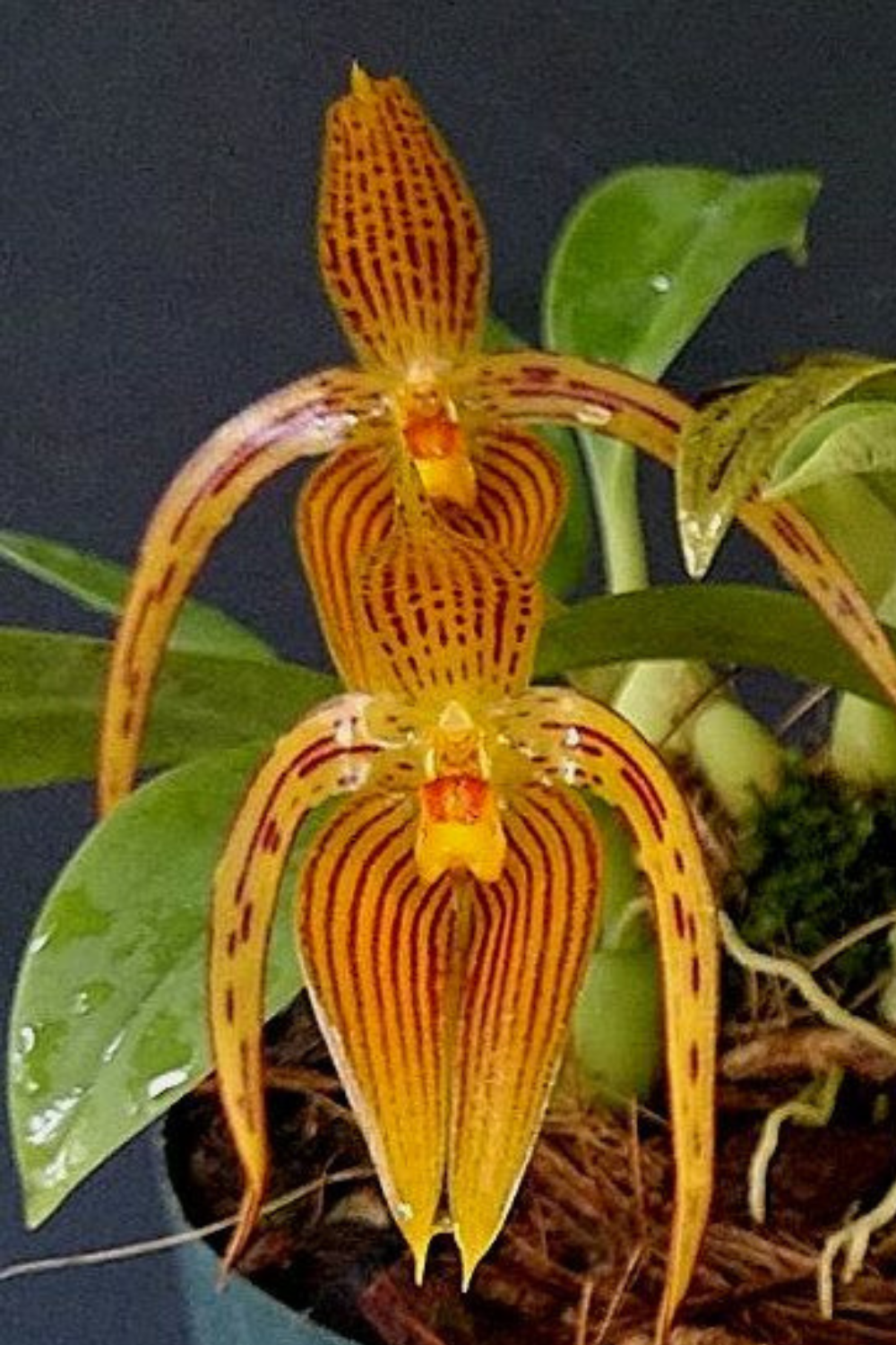 Bulbophyllum inunctum Yellow