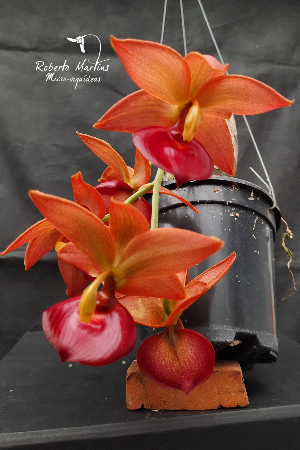 Cycnodes Taiwan Gold Orange