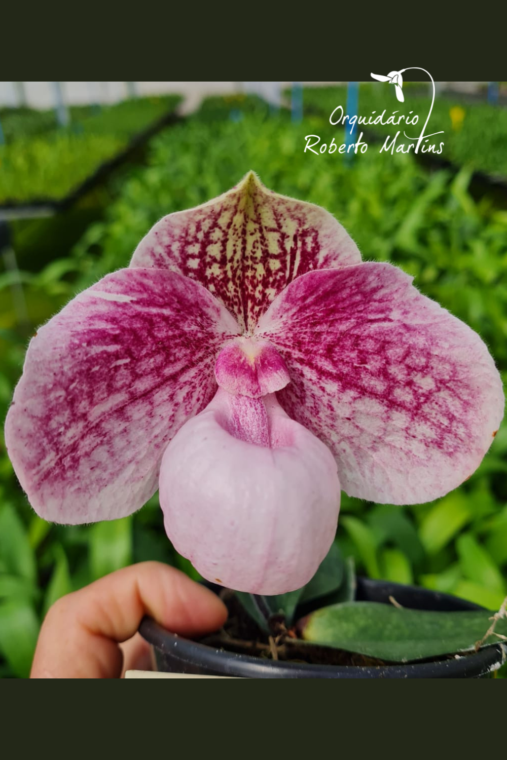 Paphiopedilum Greyi x Paphiopedilum Wilburg Chang