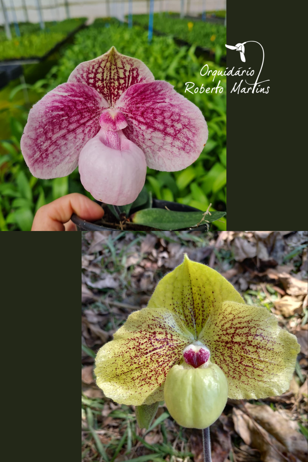 Paphiopedilum Greyi x Paphiopedilum Wilburg Chang