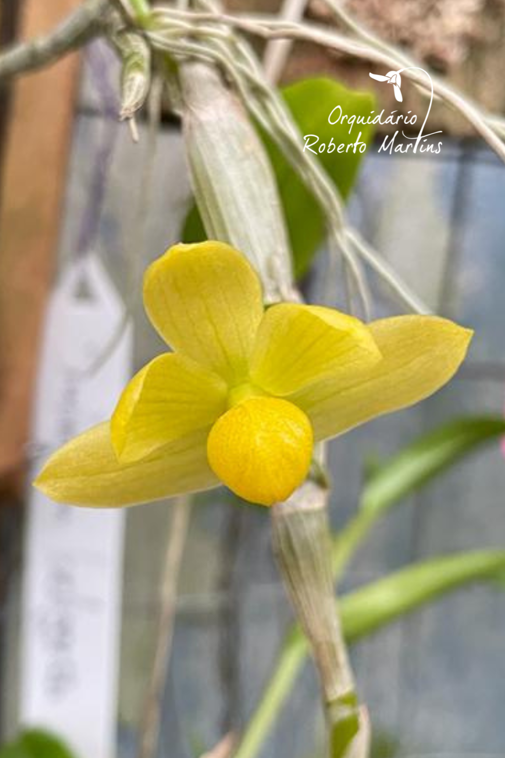 Dendrobium chrysocrepis