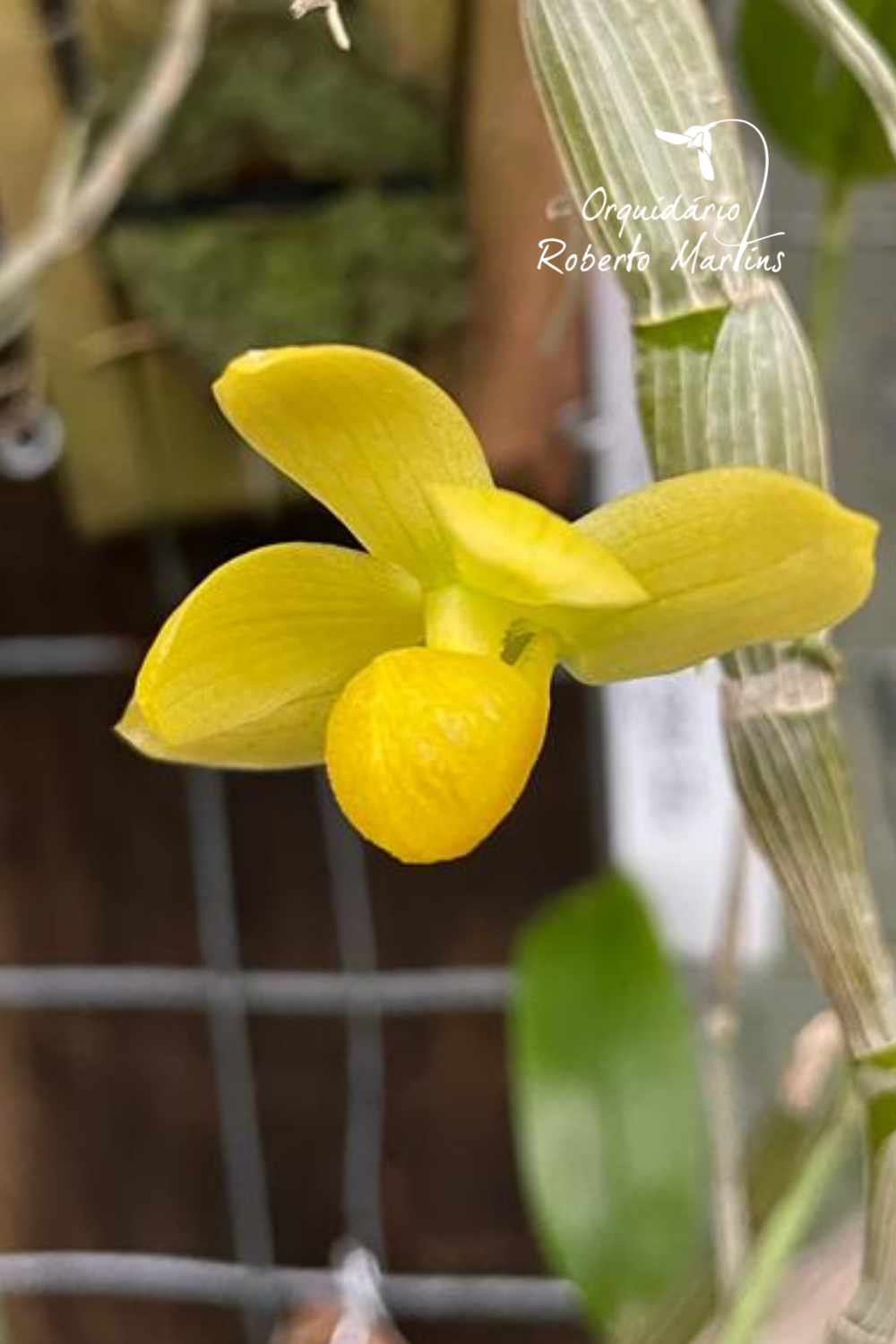 Dendrobium chrysocrepis