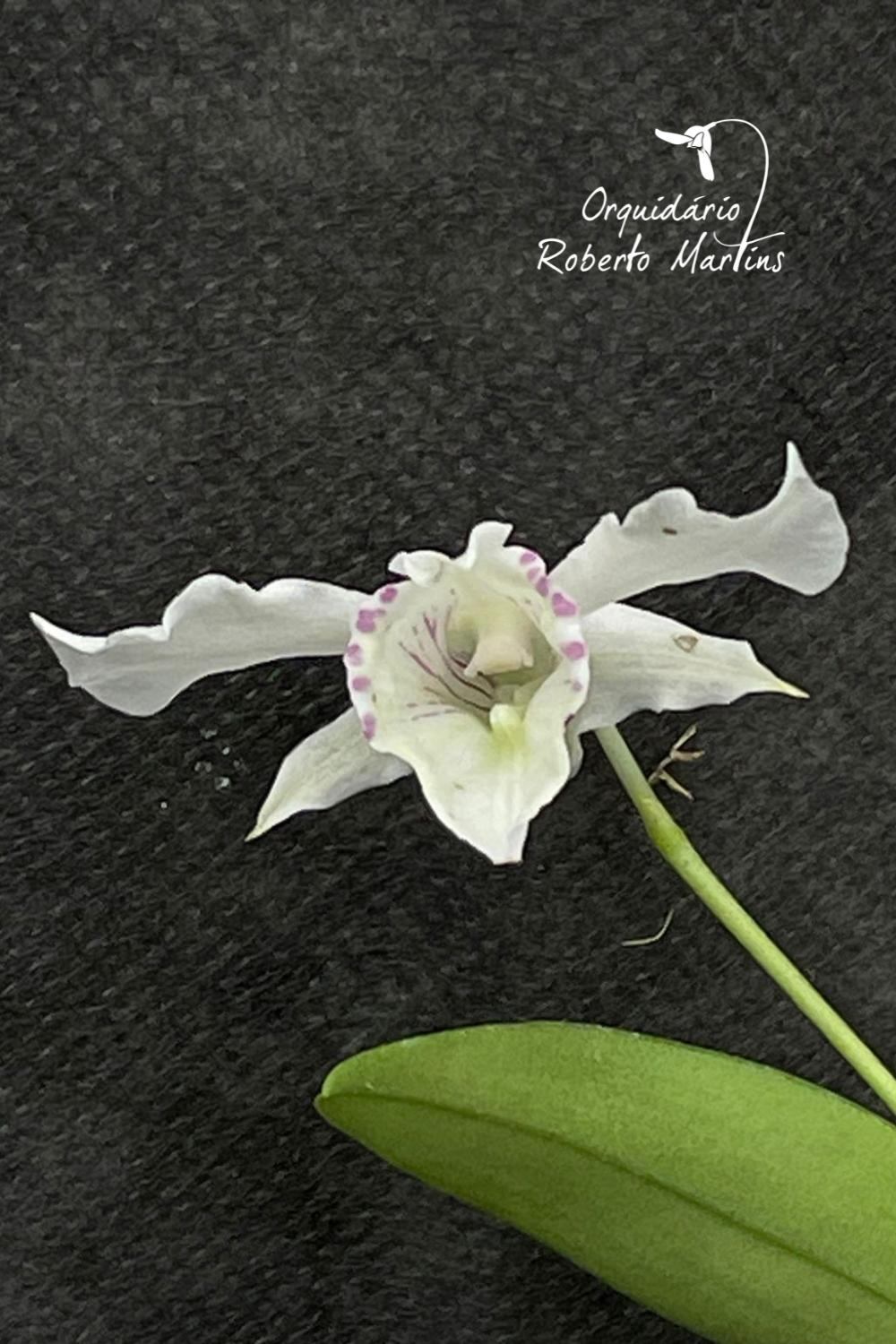 Dendrobium rhodostictum