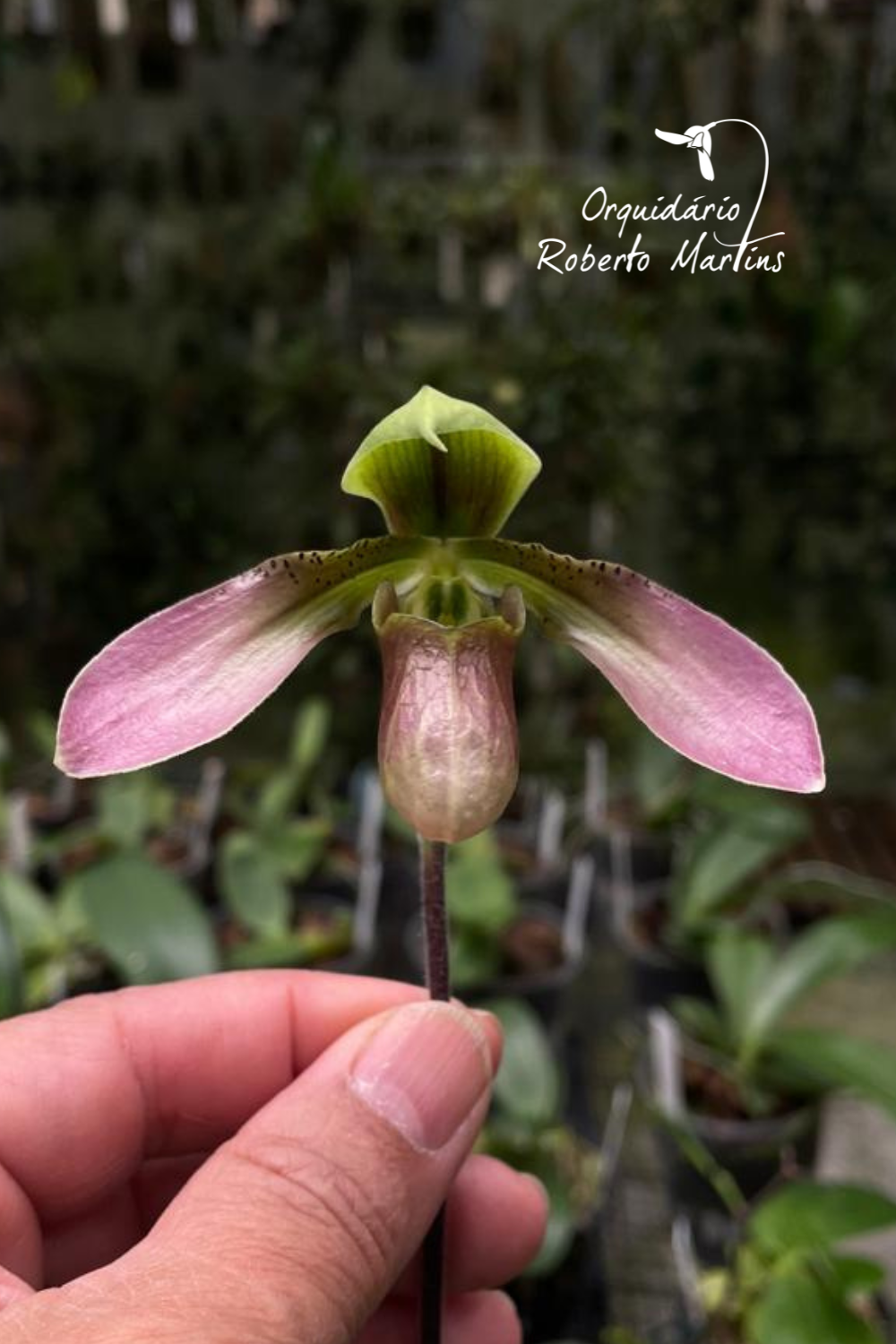 Paphiopedilum appletonianum