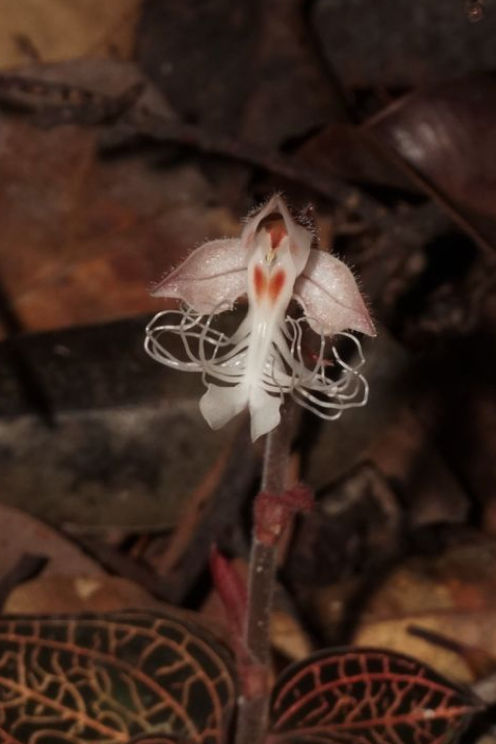 Anoectochilus geniculatus