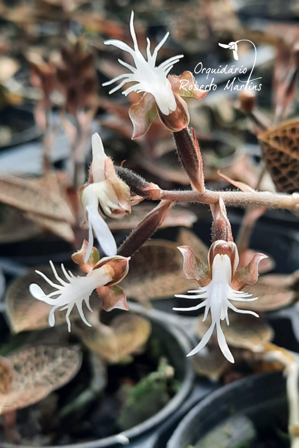 Anoectochilus roxburghii Leopard