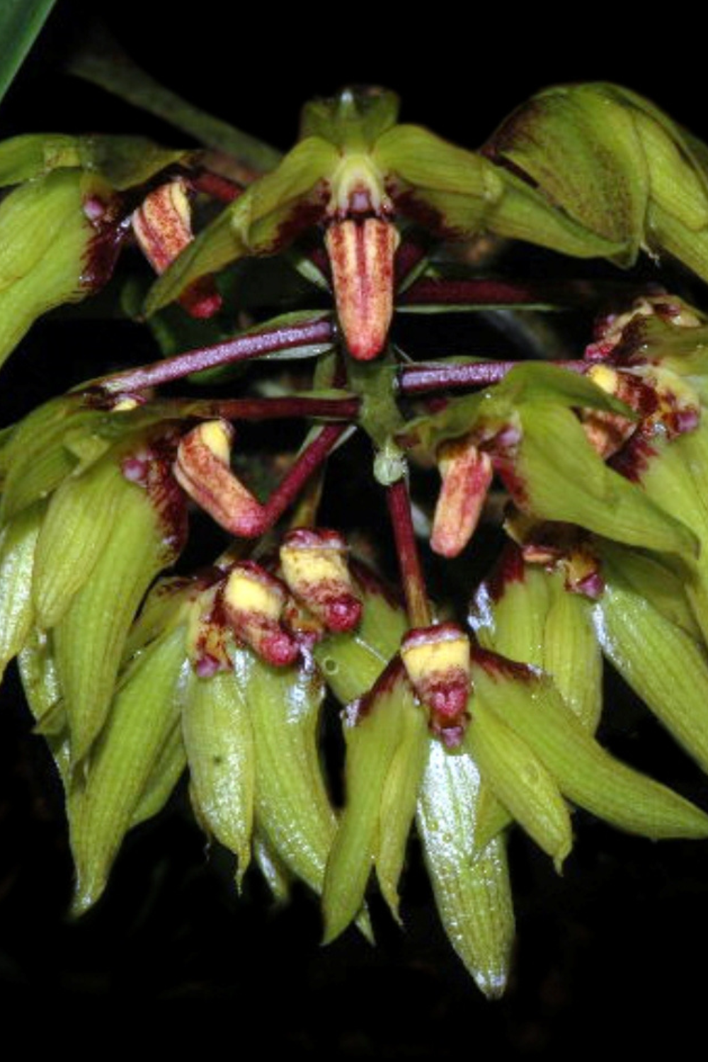 Bulbophyllum foetidum