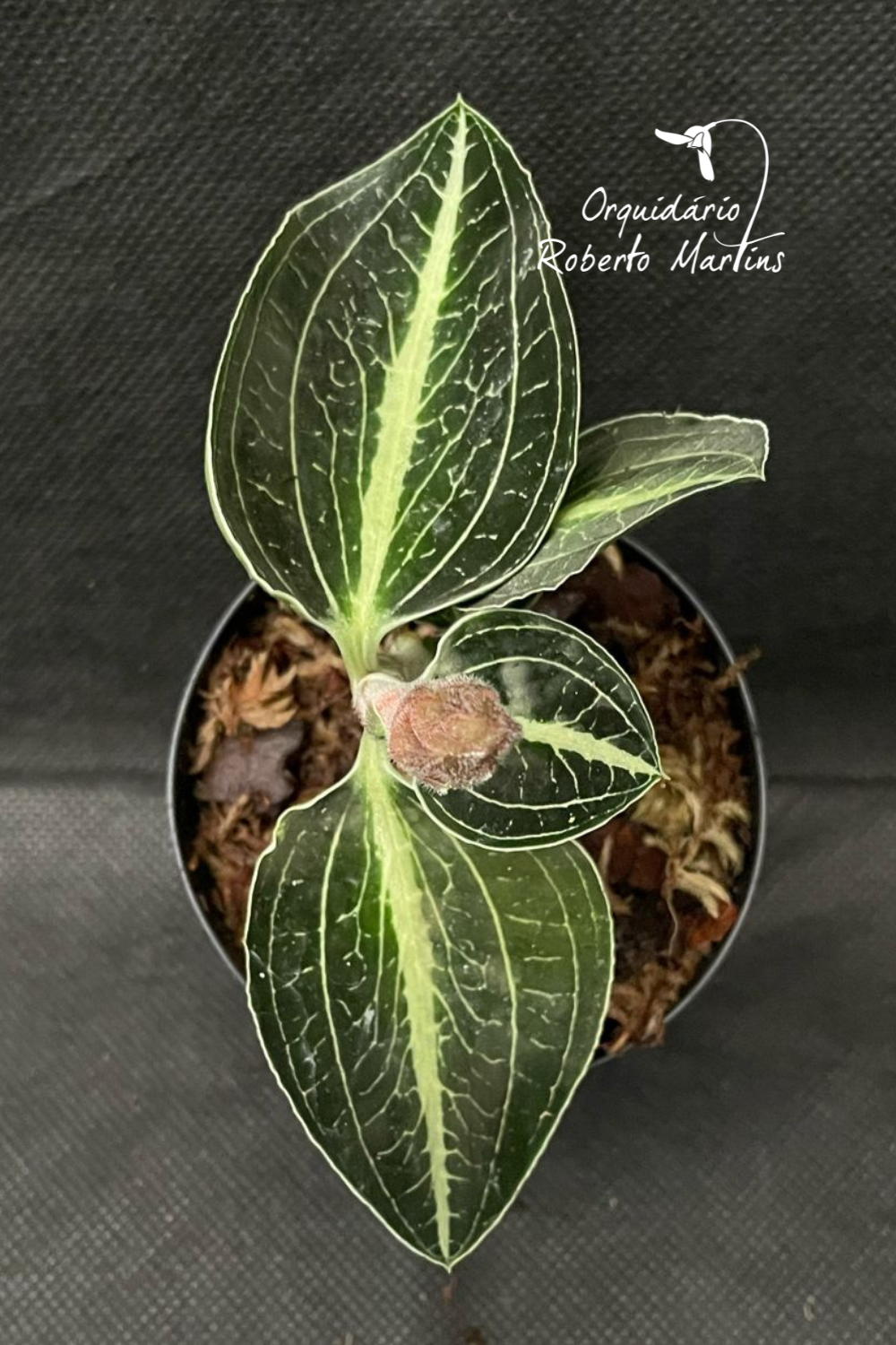 Anoectochilus roxburghii - Verde com Linhas em Rede