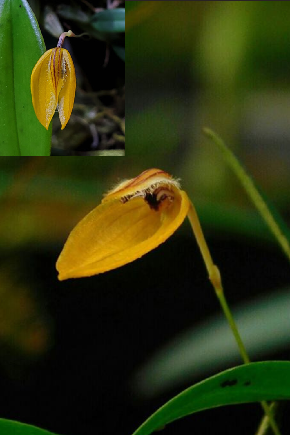 Bulbophyllum chrysotes