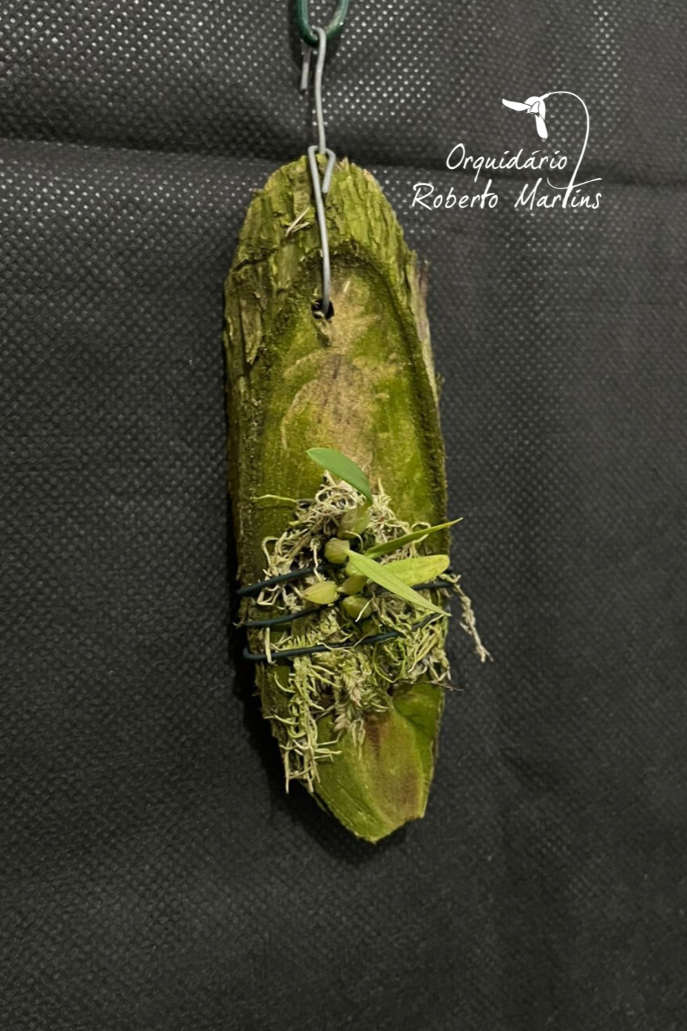 Bulbophyllum chrysotes