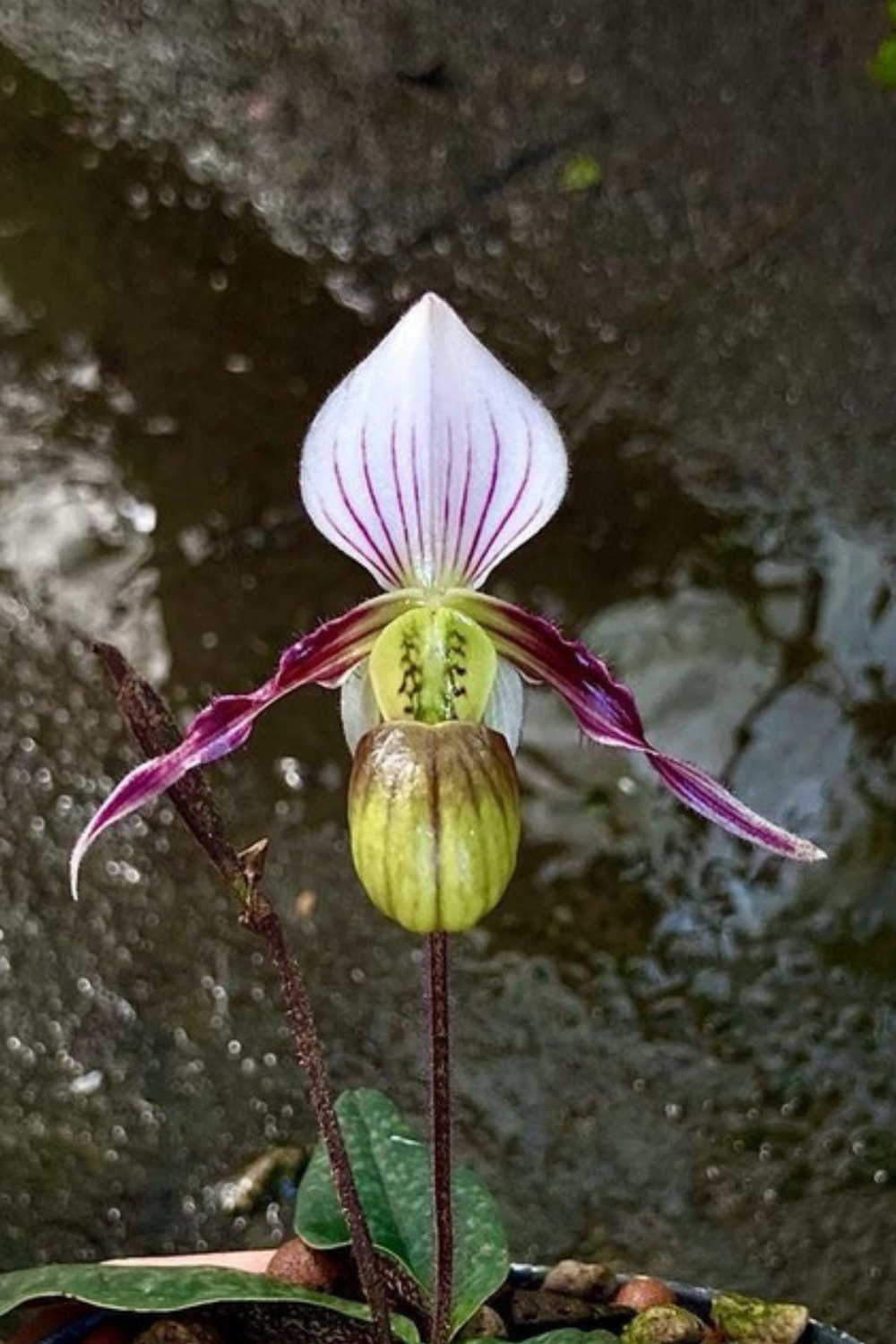 Paphiopedilum canhii