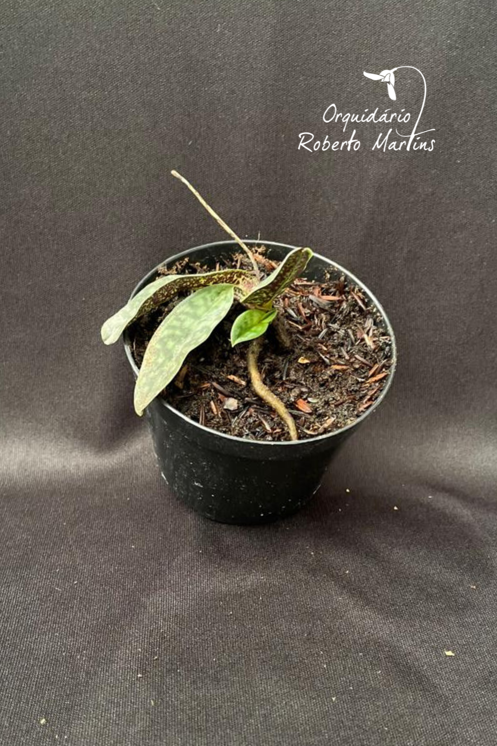 Paphiopedilum canhii