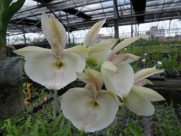 Catasetum pileatum 'Red Pena' HCC/AOS