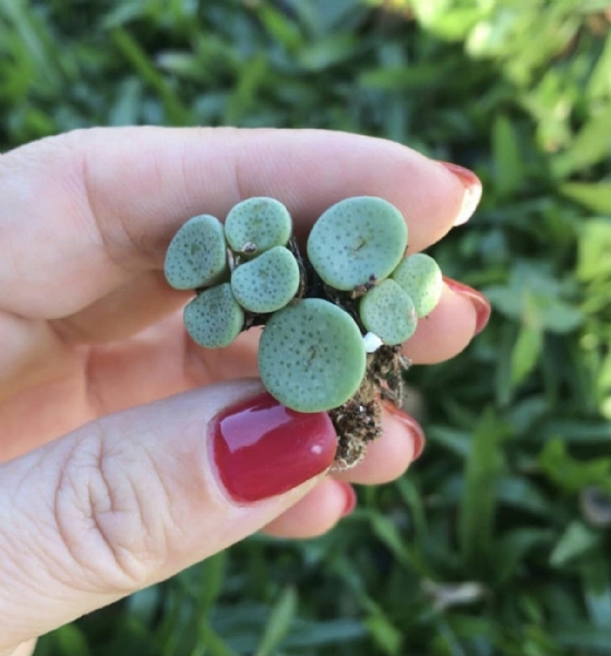 Conophytum crateriforme