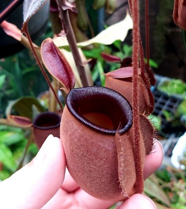 N. (viking x ampullaria) x ampullaria BM) ''Black Moon''