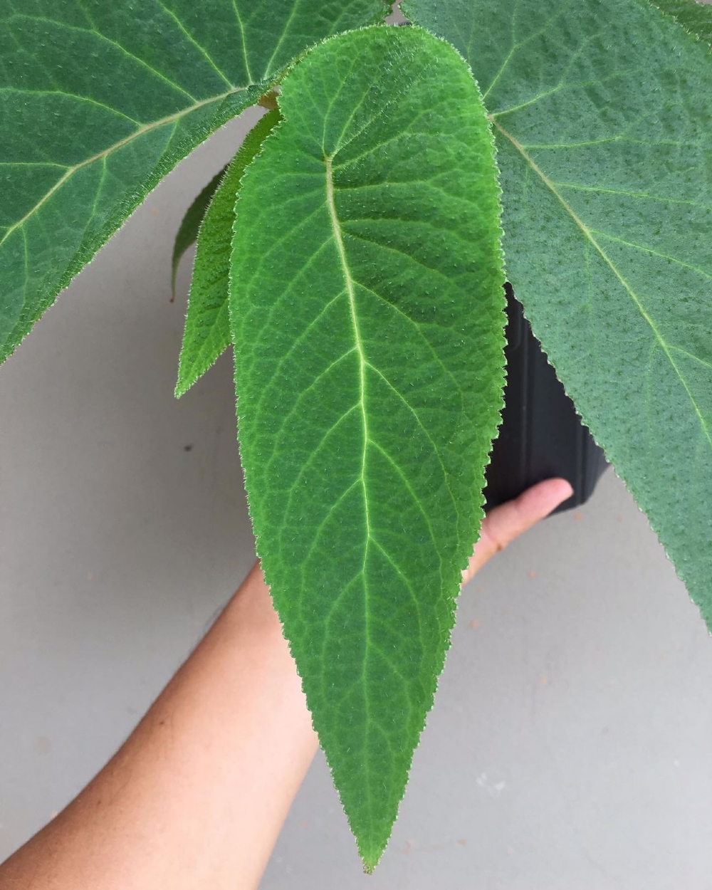 Begonia egregia