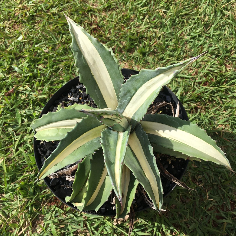 Agave americana (Mediopicta Alba Variegata)