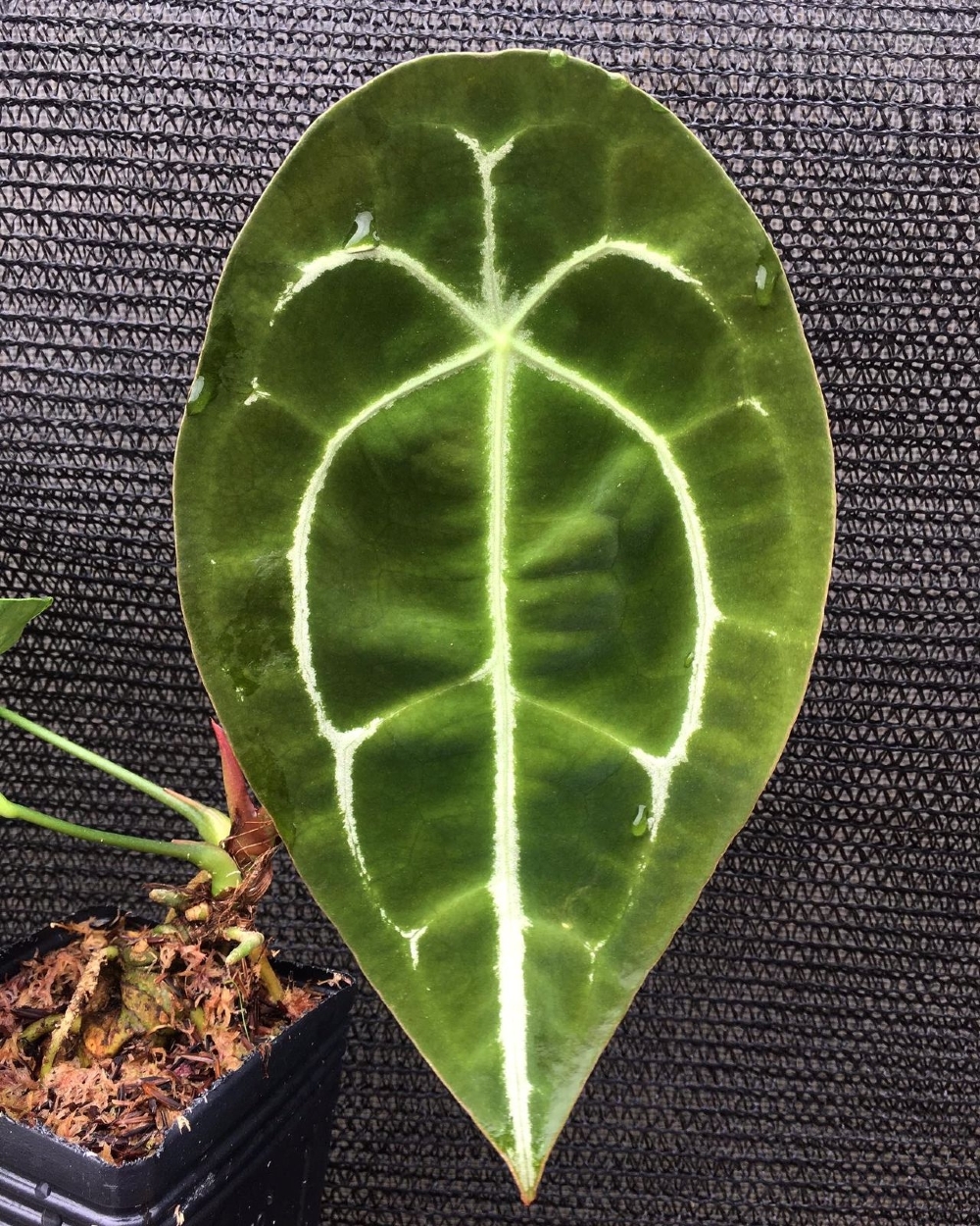 Anthurium forgetii