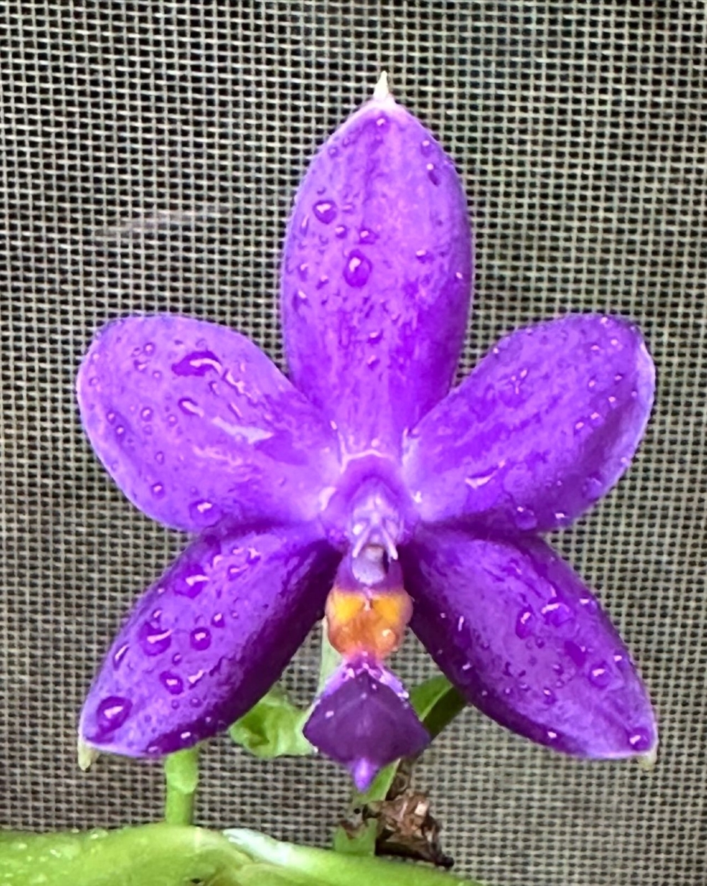 Phal. violacea fma. coerulea Indigo Blue