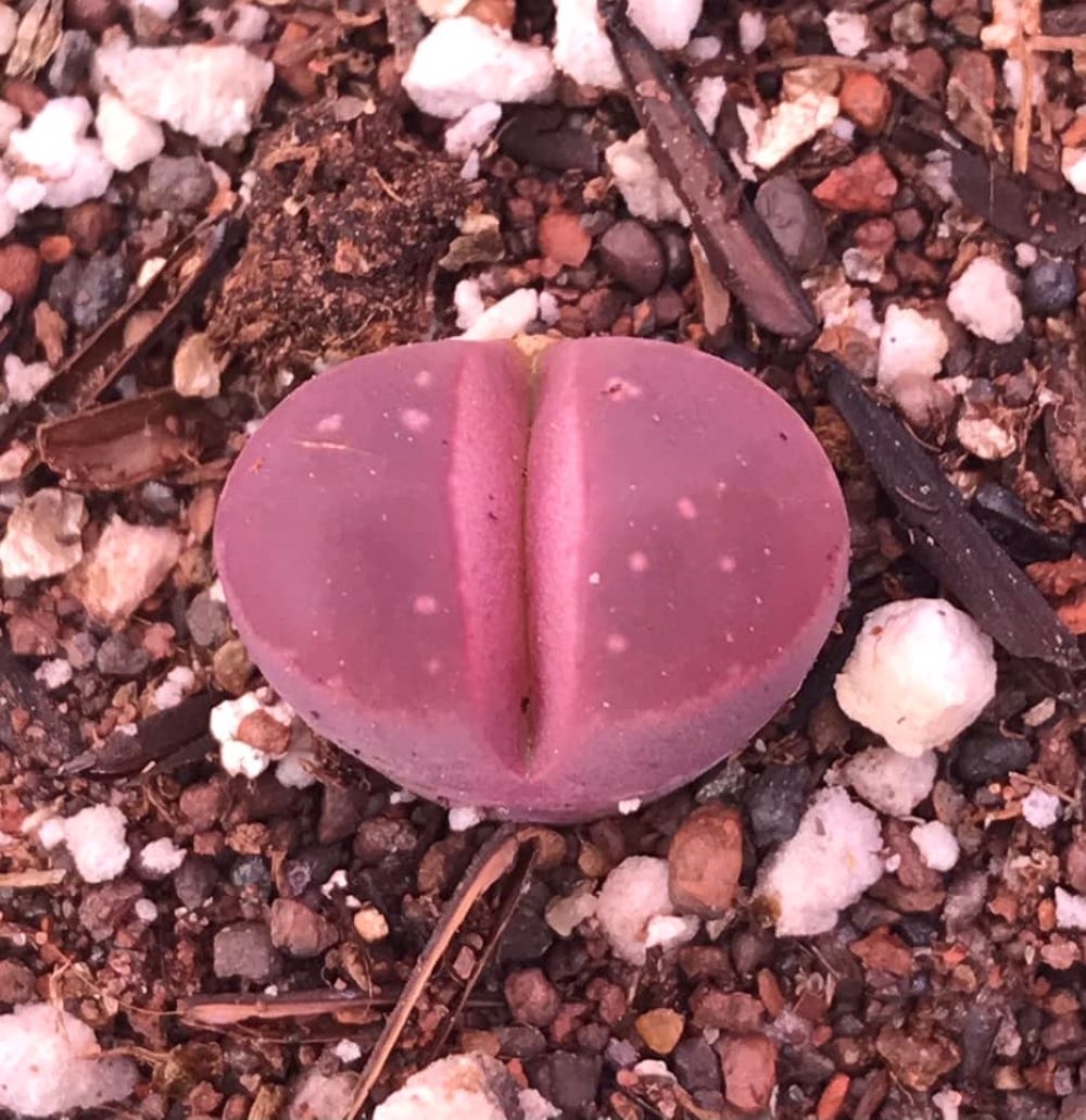 Lithops Red Olive