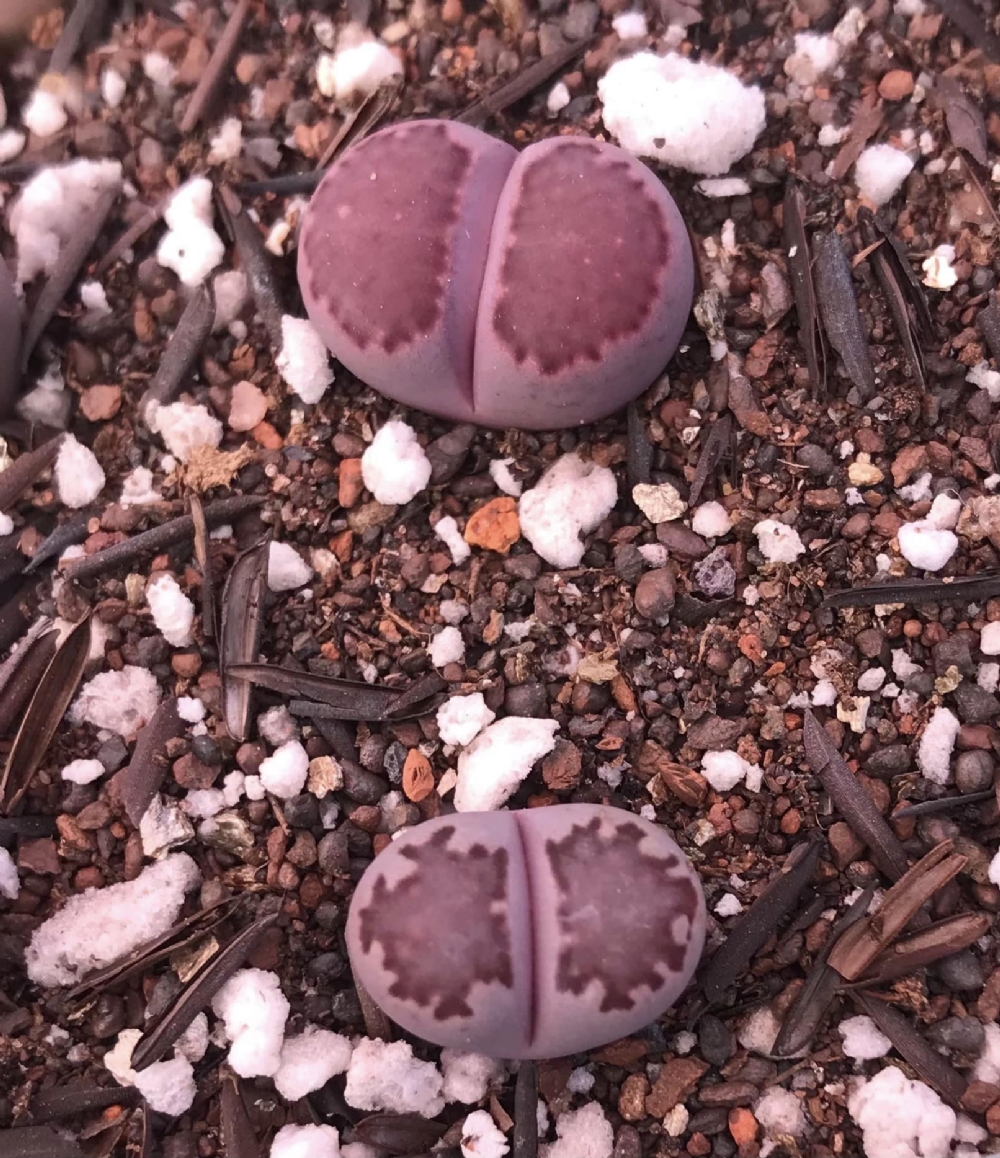 Lithops Julii Fulleri Cookie Biscuit (PURPLE)