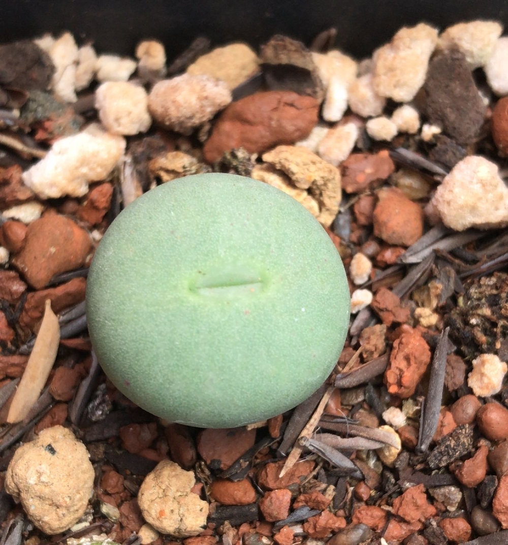 Conophytum calculus