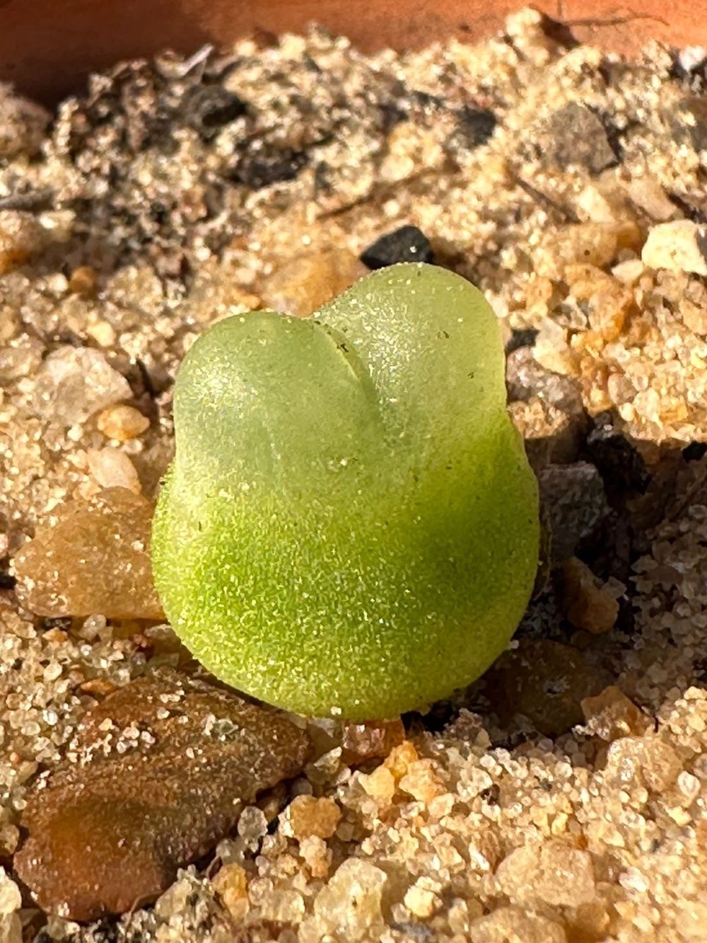 Conophytum ratum