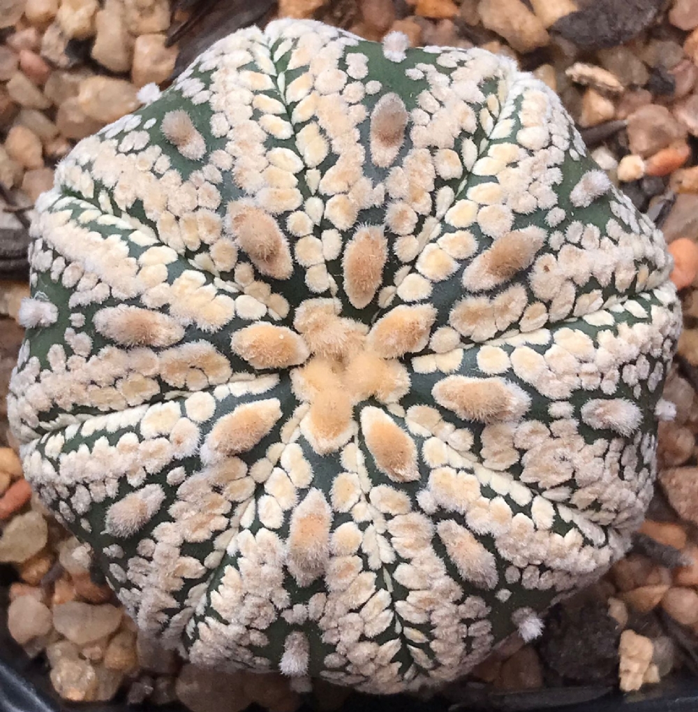 Astrophytum asterias `Super Star Sharp´ 014