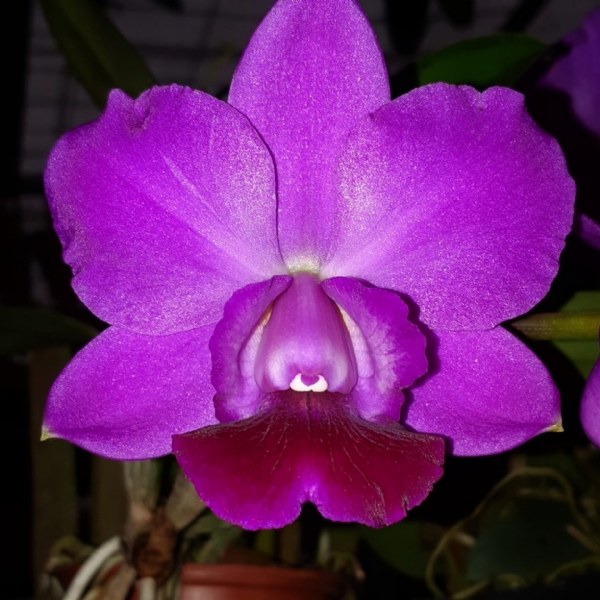 Cattleya Aloha Case Ching Hua - Adulto