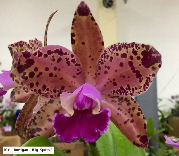 Rlc. Durigan 'Big Spots'' - Adulto