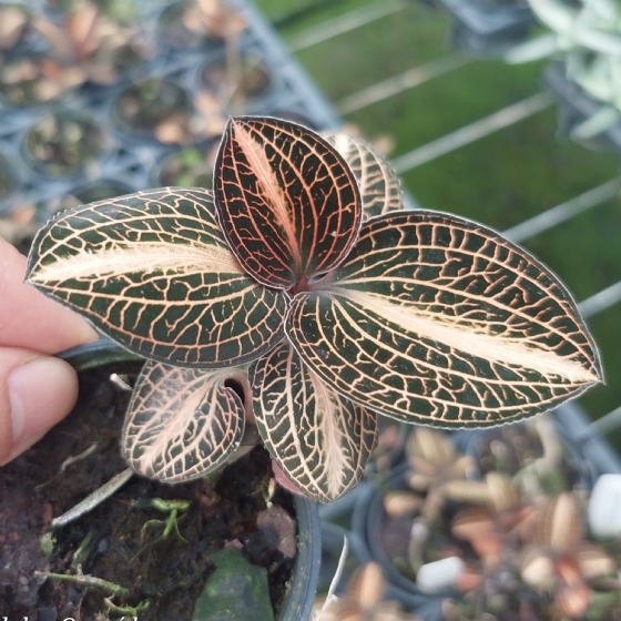 Anoectochilus (koshunensis x siamensis) - Adulto