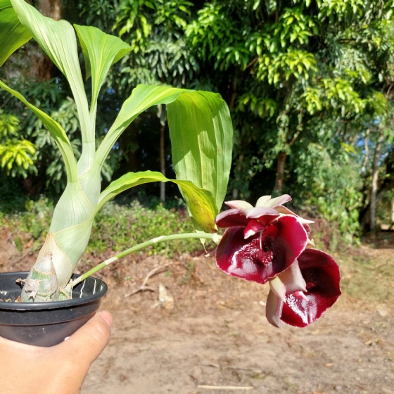 Catasetum Susan Fuchs - ADULTO